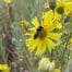 Tim Vendlinski’s garden - Bringing Back the Natives Garden Tour and ...