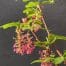 Tim Vendlinski’s garden - Bringing Back the Natives Garden Tour and ...