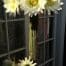 Tim Vendlinski’s garden - Bringing Back the Natives Garden Tour and ...