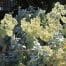 Tim Vendlinski’s garden - Bringing Back the Natives Garden Tour and ...