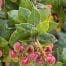 Tim Vendlinski’s garden - Bringing Back the Natives Garden Tour and ...