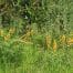 Tim Vendlinski’s garden - Bringing Back the Natives Garden Tour and ...