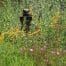 Tim Vendlinski’s garden - Bringing Back the Natives Garden Tour and ...