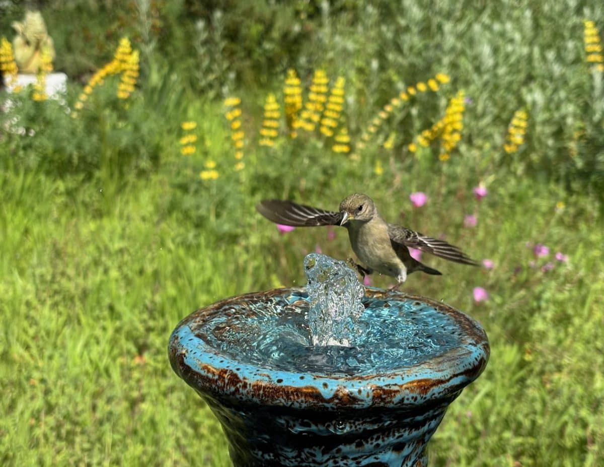 Tim Vendlinski’s garden - Bringing Back the Natives Garden Tour and ...