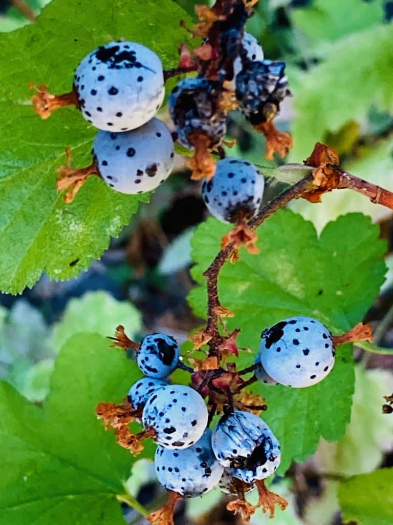Tim Vendlinski’s garden 🐦 - Bringing Back the Natives Garden Tour