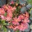 Tim Vendlinski’s garden - Bringing Back the Natives Garden Tour and ...