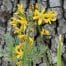 Tim Vendlinski’s garden - Bringing Back the Natives Garden Tour and ...