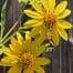 Tim Vendlinski’s garden - Bringing Back the Natives Garden Tour and ...