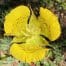 Tim Vendlinski’s garden - Bringing Back the Natives Garden Tour and ...