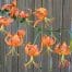 Tim Vendlinski’s garden 🐦 - Bringing Back the Natives Garden Tour and ...