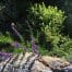 Tim Vendlinski’s garden 🐦 - Bringing Back the Natives Garden Tour and ...