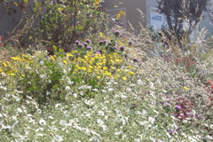 Keith Hamby’s Garden - Bringing Back the Natives Garden Tour