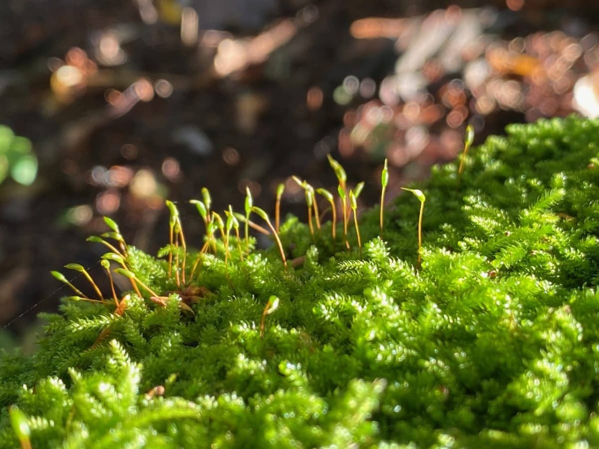 Pollinator Post 12/28/25 - Bringing Back the Natives Garden Tour and ...