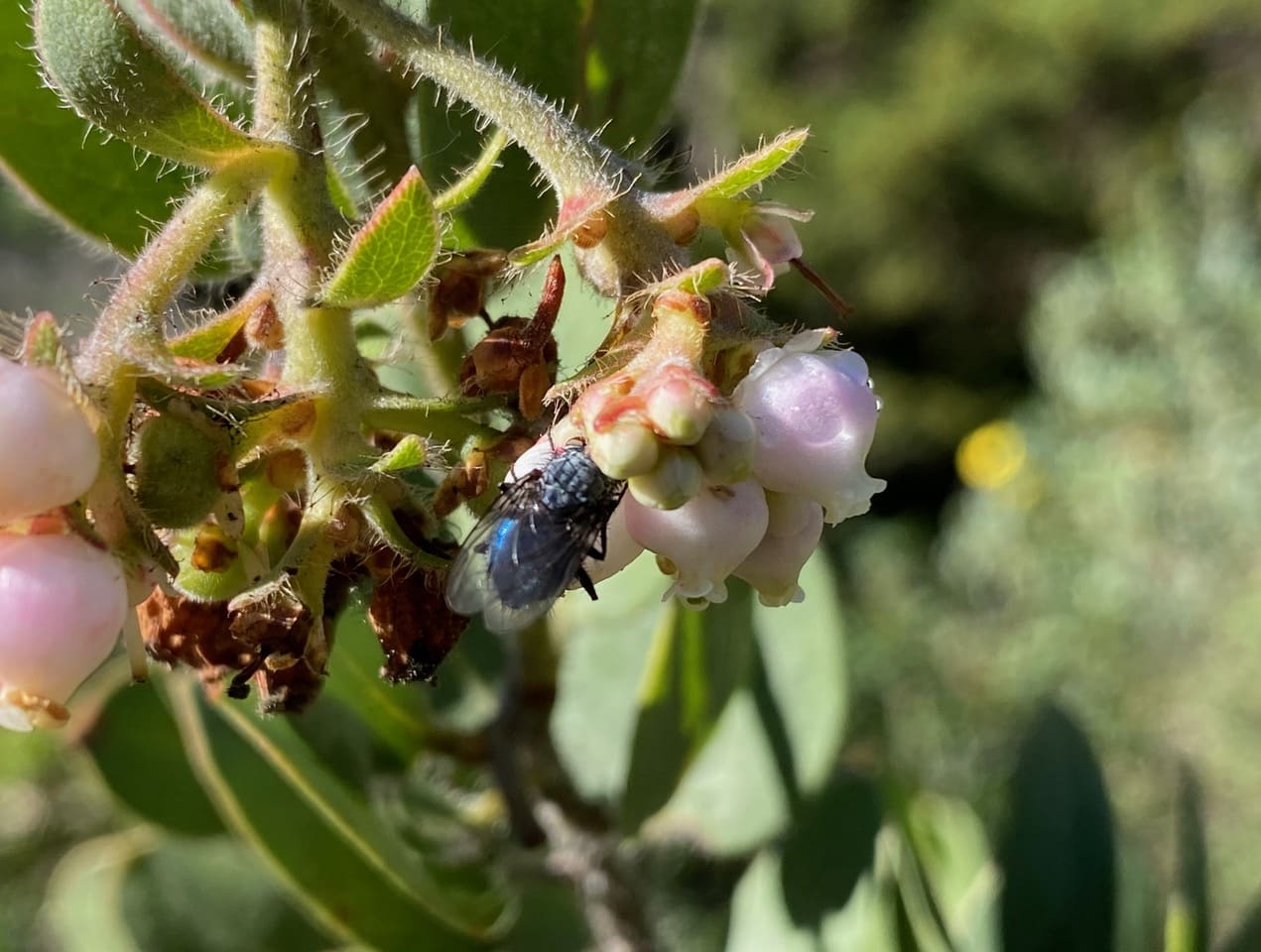 Pollinator Post 1/7/26 (2) - Bringing Back the Natives Garden Tour and ...