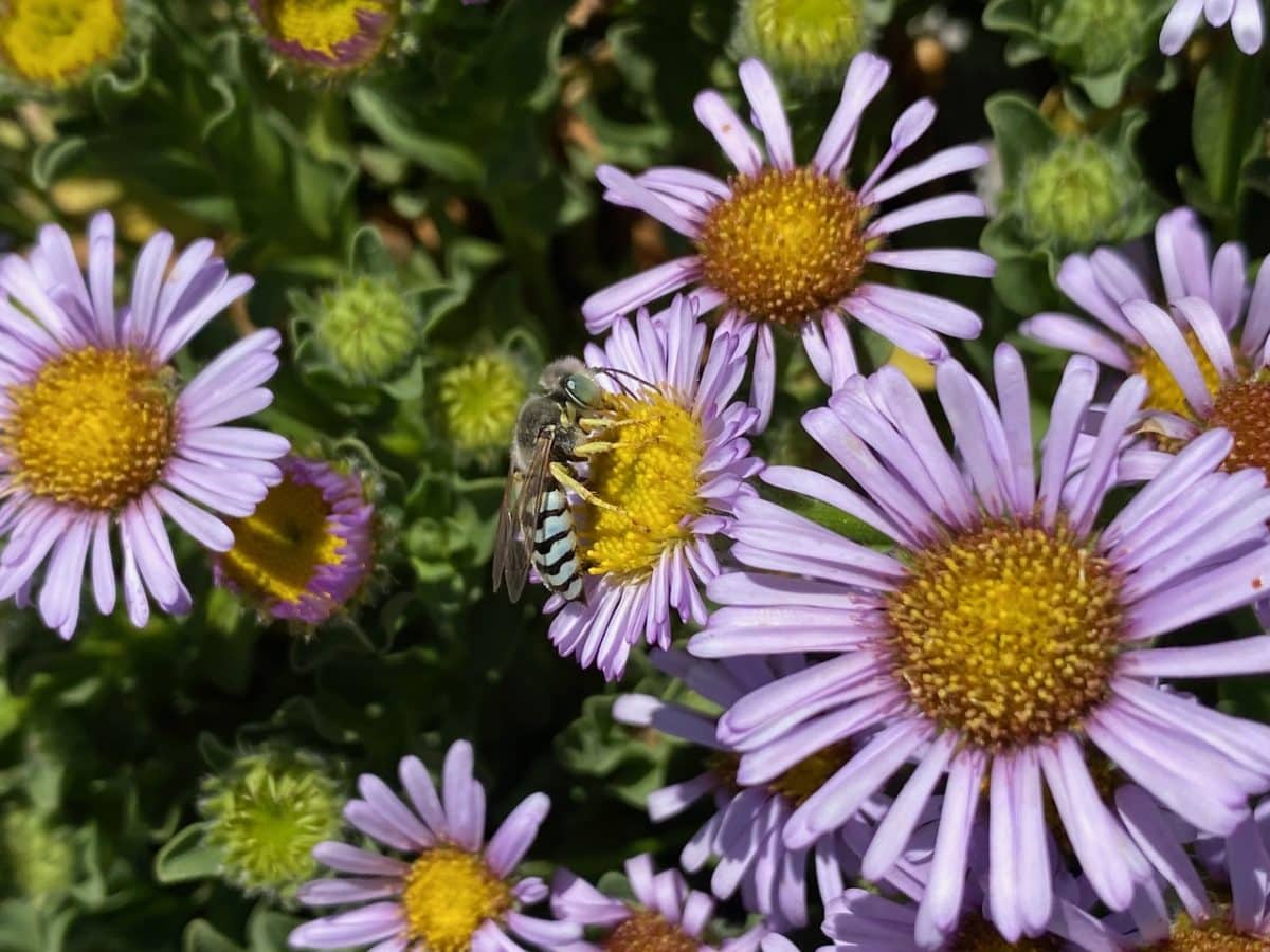 Pollinator Post 6/15/26 - Bringing Back the Natives Garden Tour and ...
