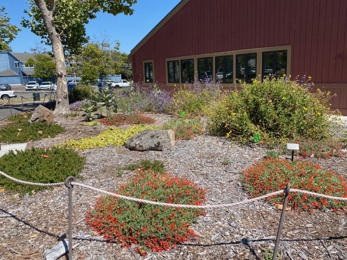 Pollinator Post 6/15/26 - Bringing Back the Natives Garden Tour and ...